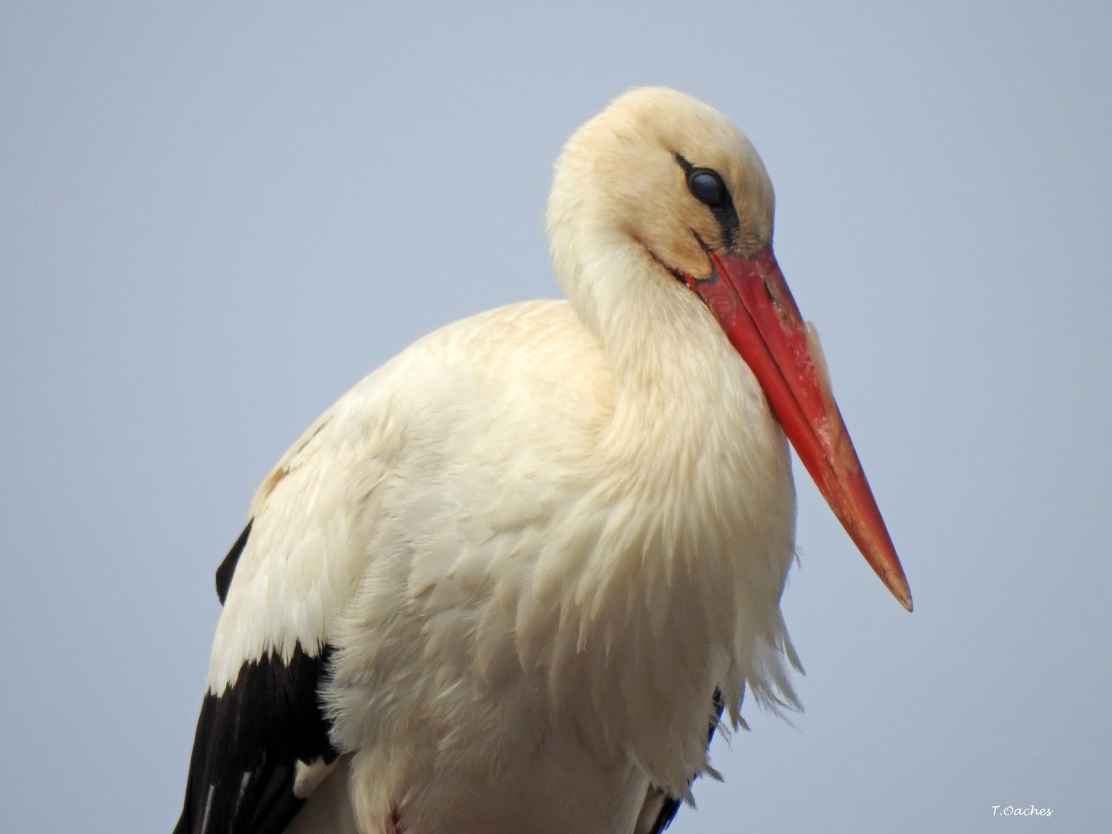 PASARI DIN ROMANIA: BARZA, Ciconia ciconia