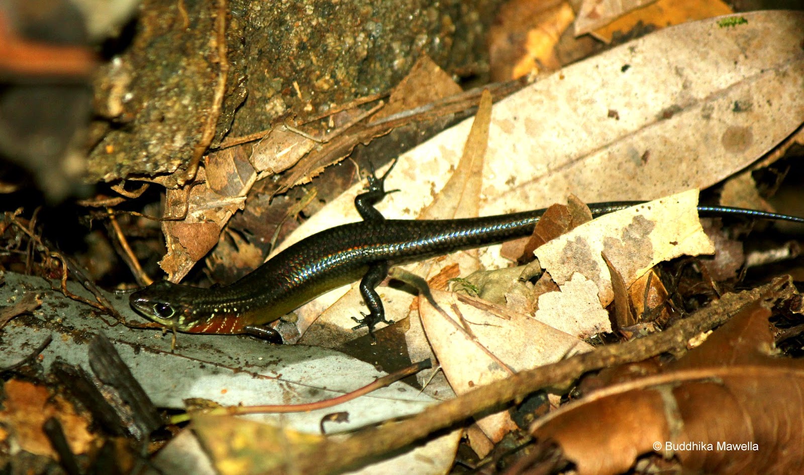Lanka Nature Summary: Gan's Lanka Skink (Lankascincus gansi)