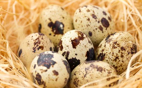 Khasiat Telur Puyuh