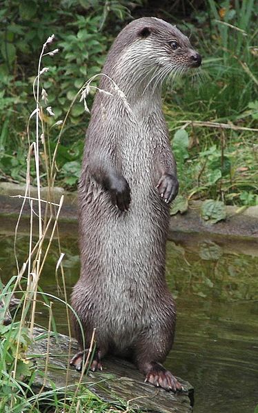 Eurasian Otter