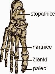 kosti: KOSTI DLANI IN STOPAL