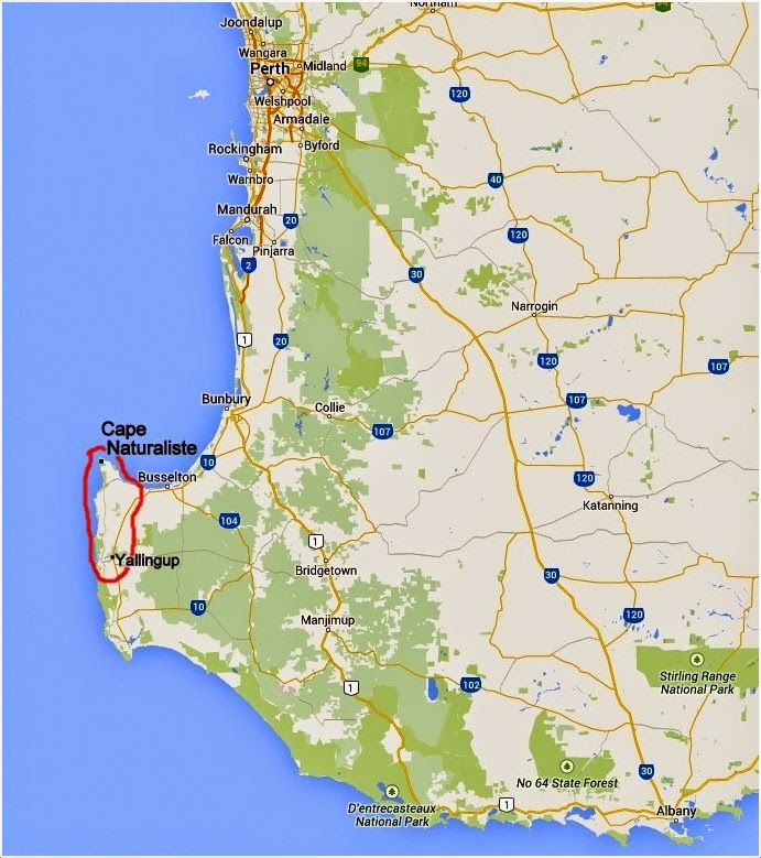 Flora Friday in Oz: Wildflowers of the Yallingup Area of S/W Western ...