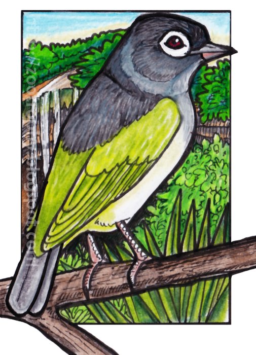 ZooTrophy Animal-a-Day Database: 2016