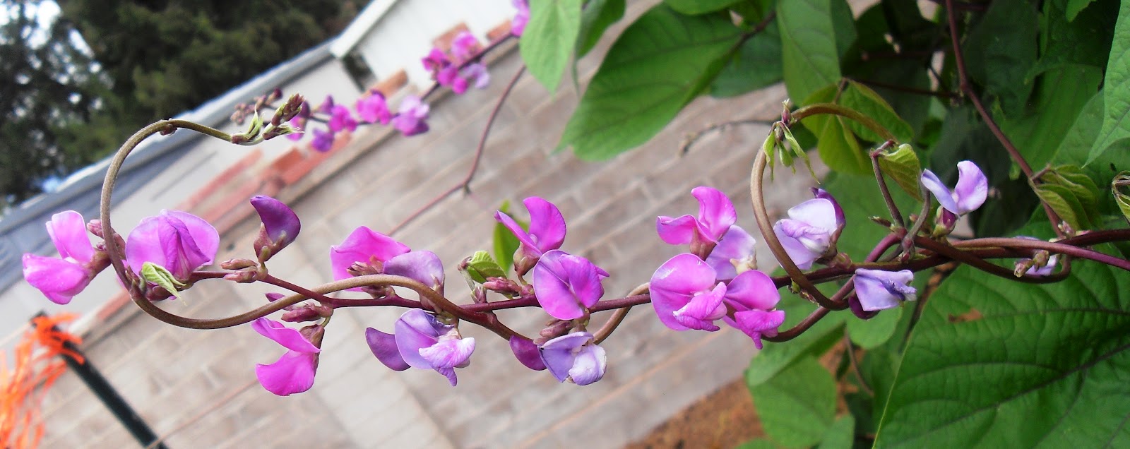 The Scientific Gardener: Purple Hyacinth Bean