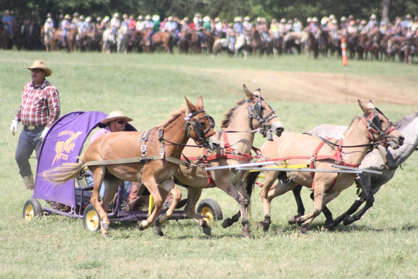 PairADice Mules: National Champion Chuckwagon Races Friday's 4Up Mule Race