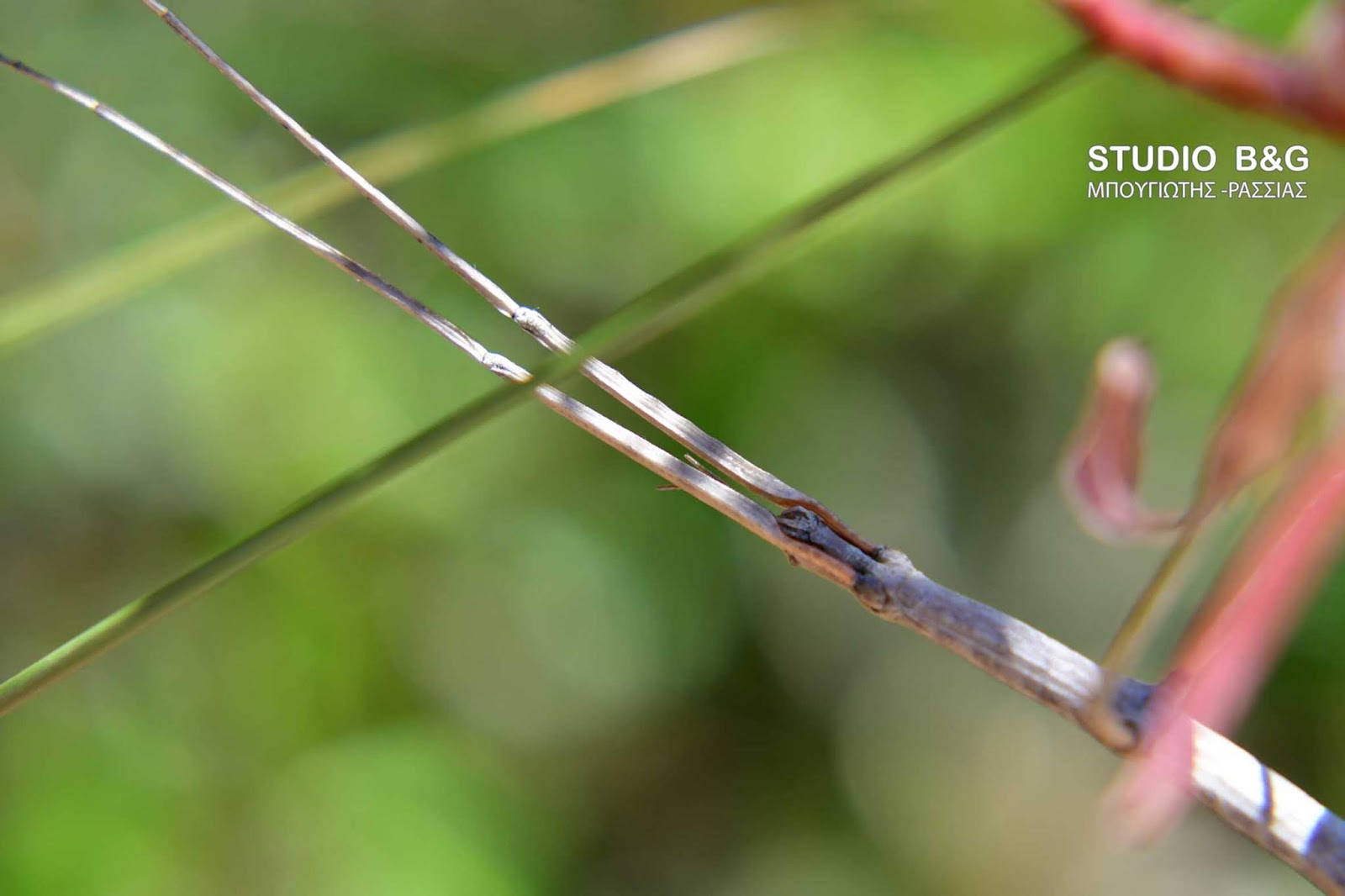 Αργολικός Ποιμήν: ΝΑΥΠΛΙΟ- ΕΝΤΟΜΟ ΦΑΣΜΑ (STICK-INSECT)
