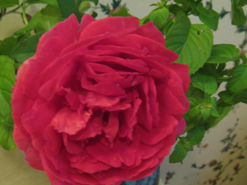 Hortus Conclusus: My Personal Rose History