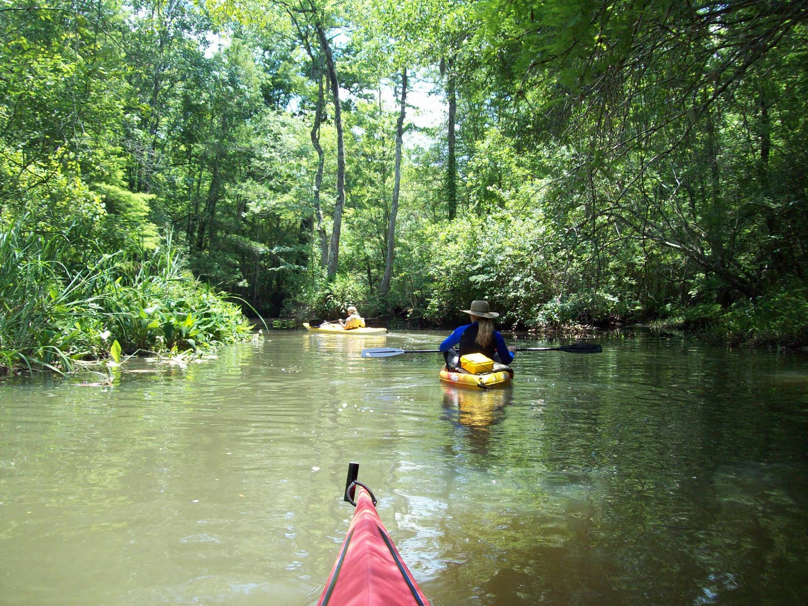 Lowcountry SC Kayaking: 06/04/11 - Wadboo Creek Trip