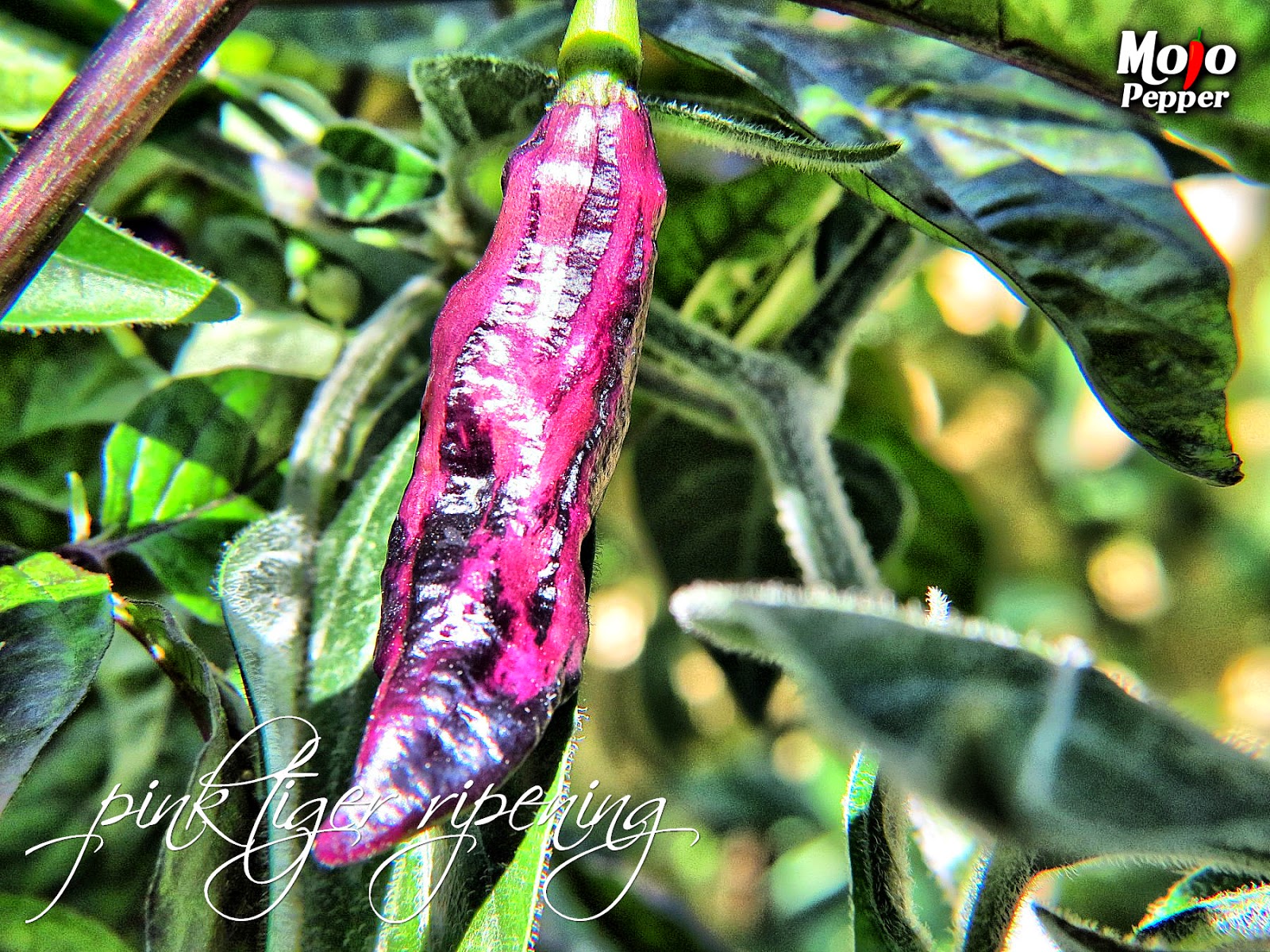 The Mojo Pepper - Just a Chili Pepper grower: Pimenta Pink Tiger 2013