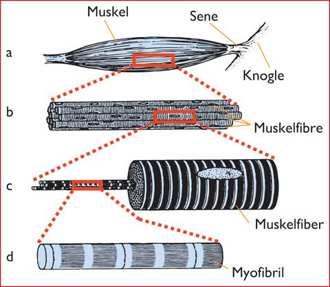 Fysioterapi: Muskler