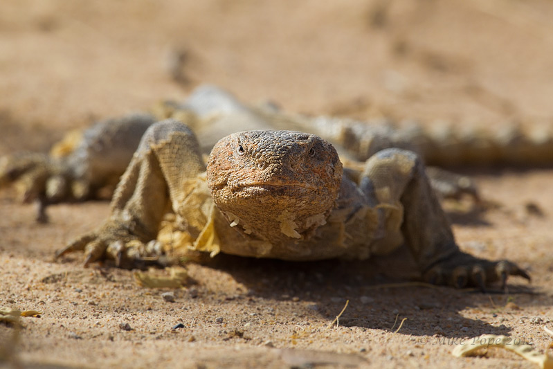 Kuwait Birding: More of the same, almost!