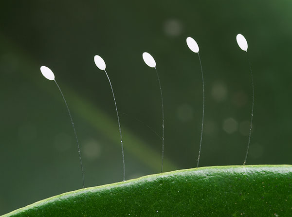 2 different types of insect egg? [Central Florida] : r/whatsthisbug