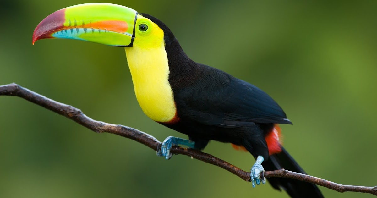 10 Burung Tercantik Di Dunia