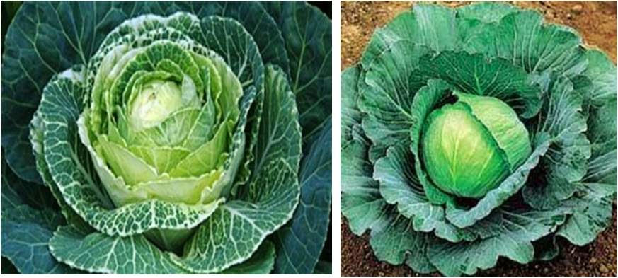 MANFAAT DAN KHASIAT KUBIS ~ Serba Serbi Pengetahuan