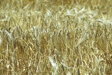 Cuisine artisanale d'Ambanja ( Madagascar ): Orge : un laxatif naturel