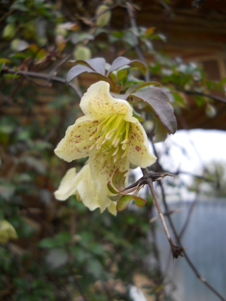 Anemone Times: The Shapes (and Colors) of Great Dixter