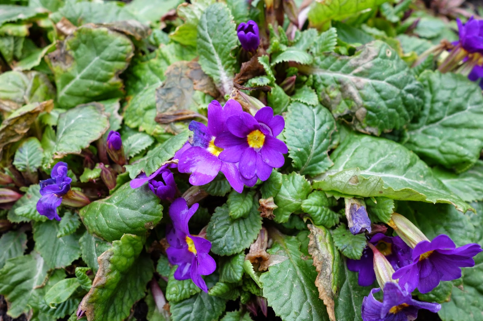 Stina Wallgrens Vävbod: Mina små vivor