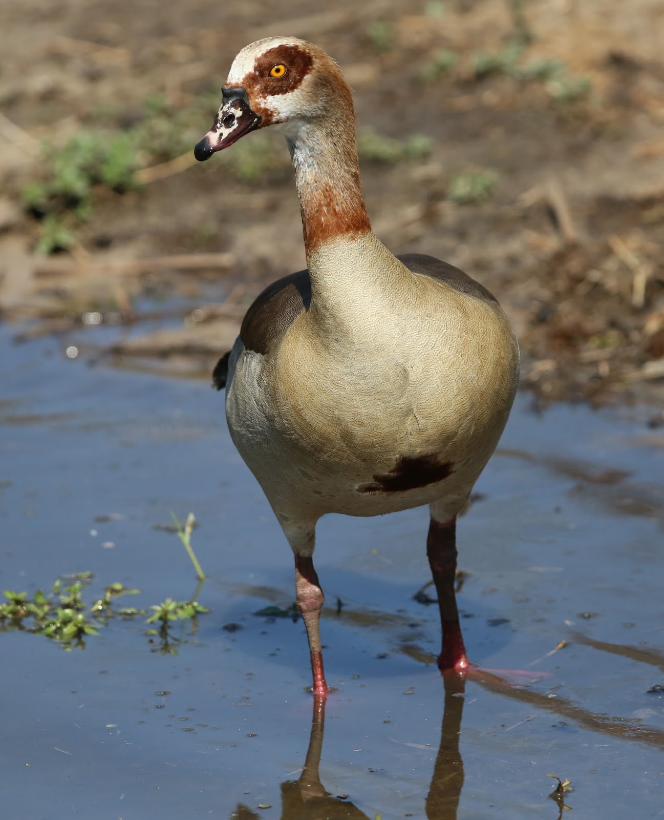 Worldbirder: Clare & Rowan in Africa!