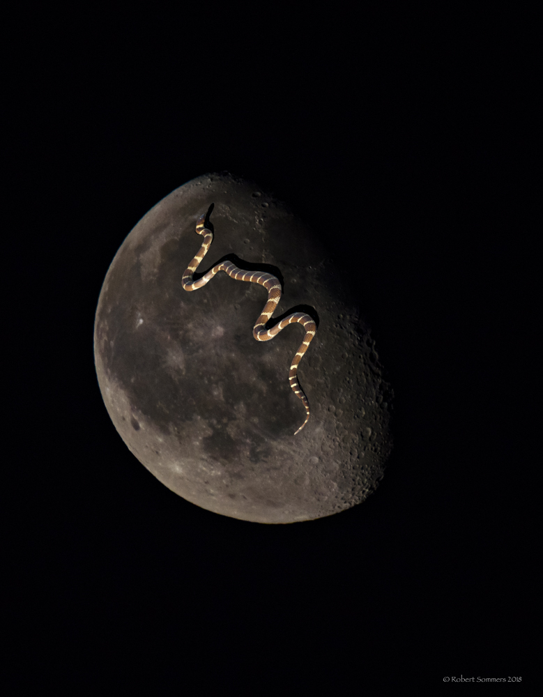 Blue Heron Blast: Serpent's Moon