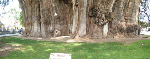 Ensalada de palabras: AHUEHUETE