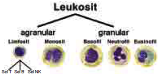 Biology Superiority: Sirkulasi