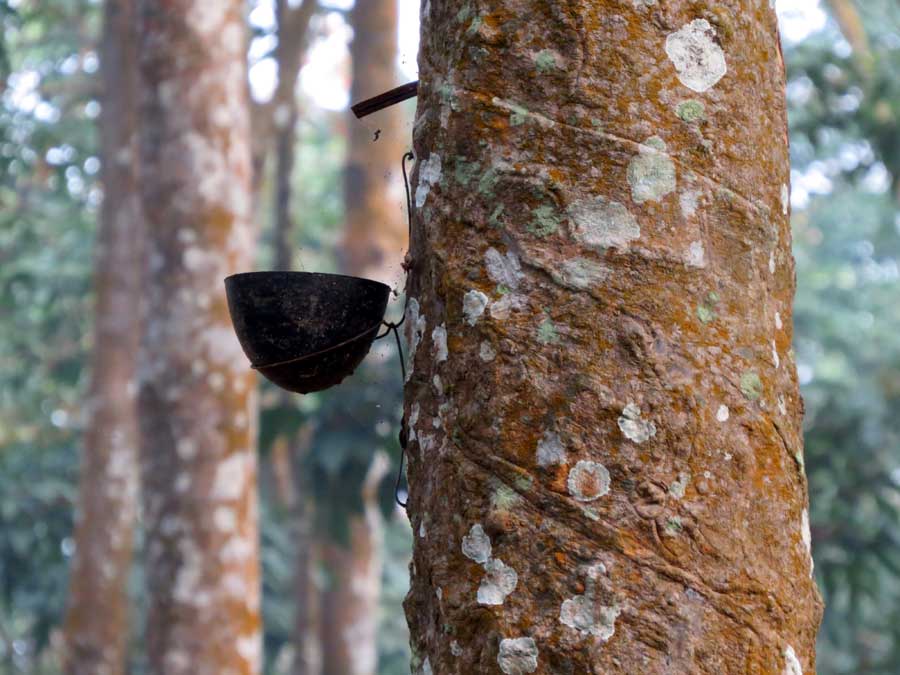 Just About Everything: Tripura; Sepahijala Wildlife Santuary, Boxanagar ...