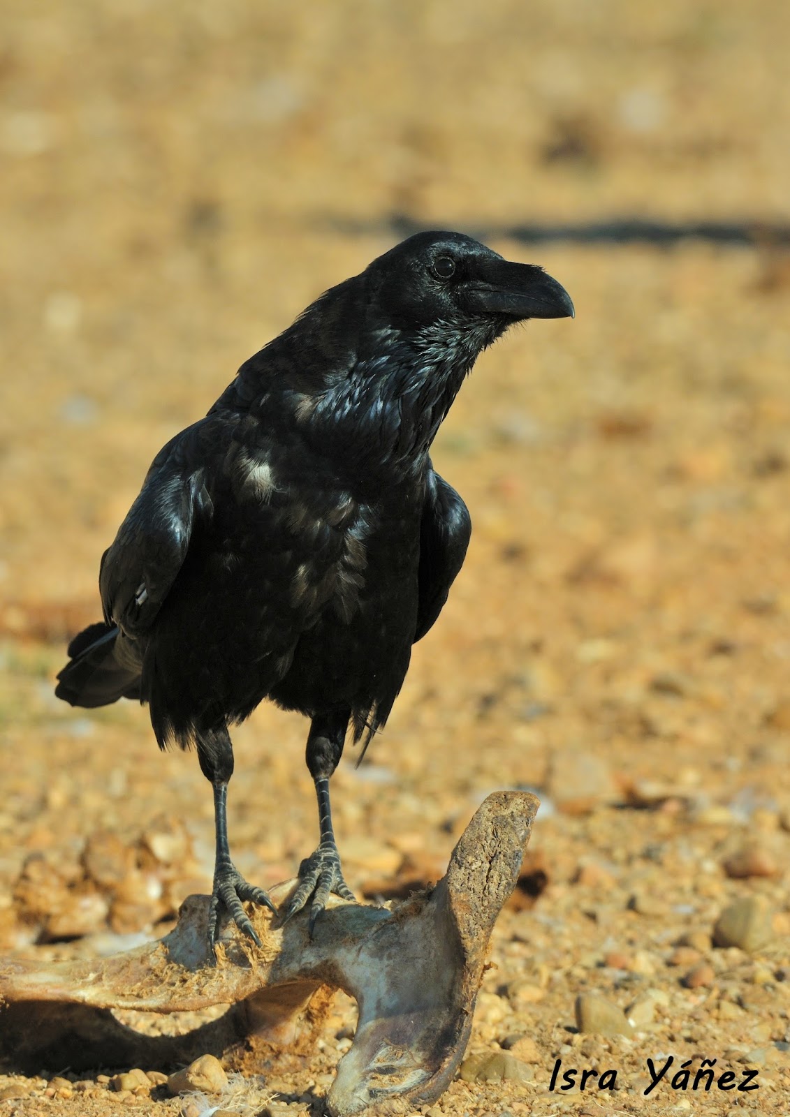 Naturaleza de Quintanilla del Agua (Burgos): Septiembre en "Las ...