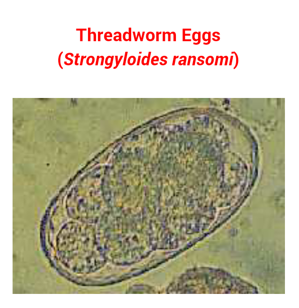 alit budiartawan vet: Strongyloides ransomi ( strongyloidosis pada babi )