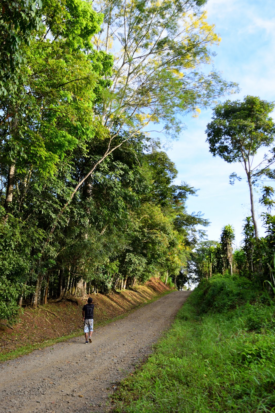 Schizolobium Parahyba