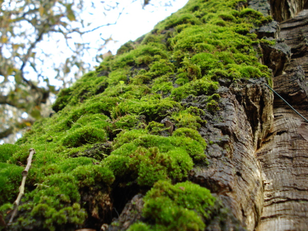 Studio Floral Dora Santoro: Musgos