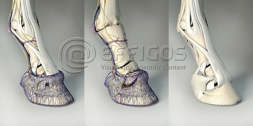 Fran Jurga`s Hoofcare + Lameness: Hoof Explorer: Discover and Interact ...