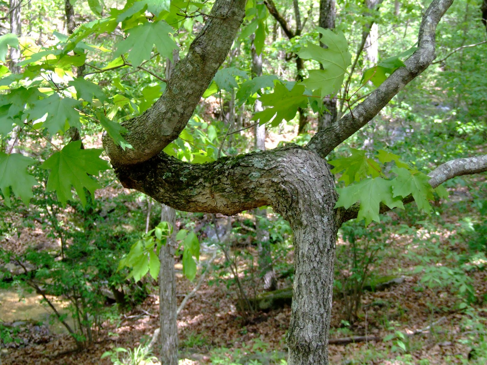 Springfield Plateau: Thong Trees