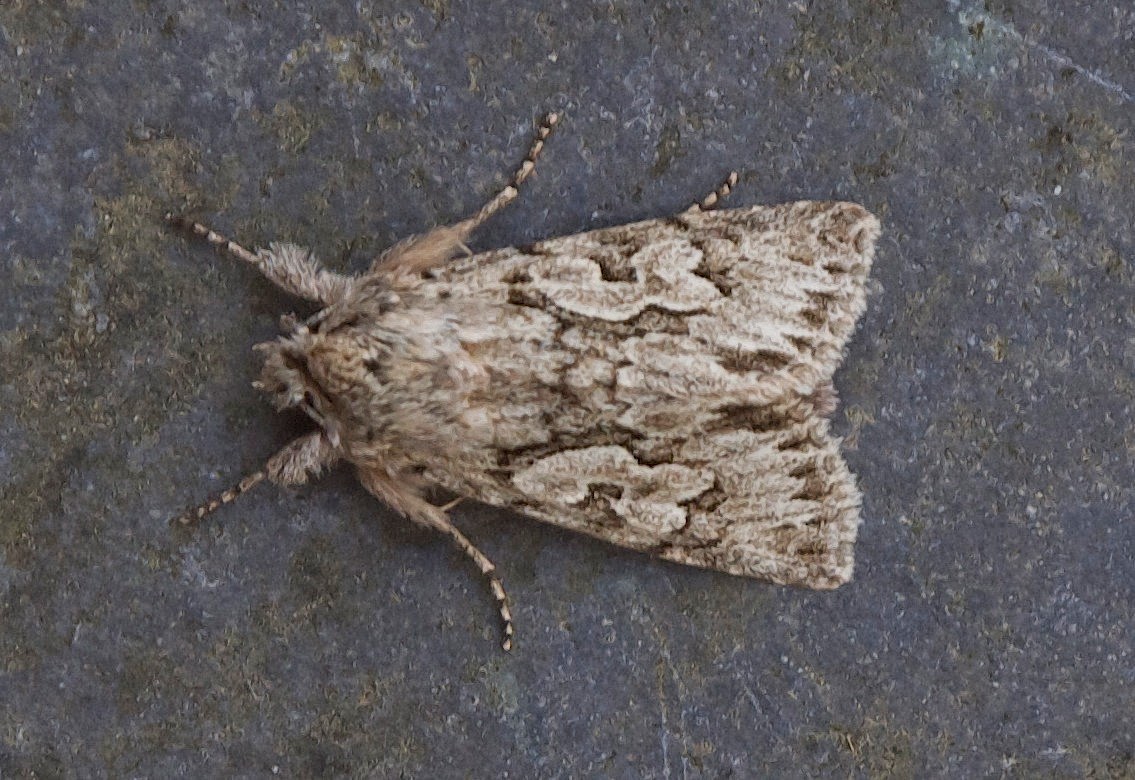 The Freerange Gardener: More moths...