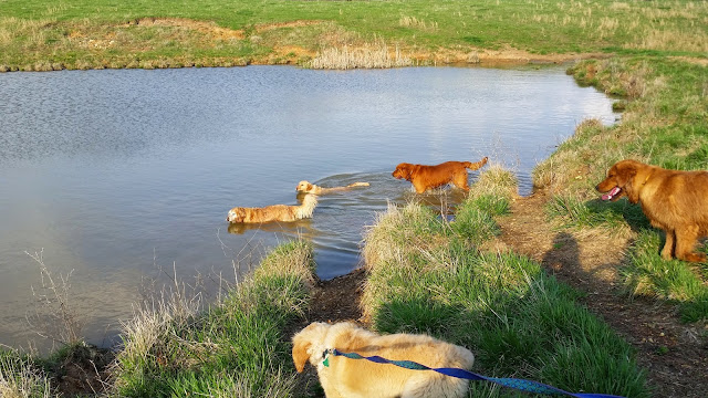Finley River Retrievers
