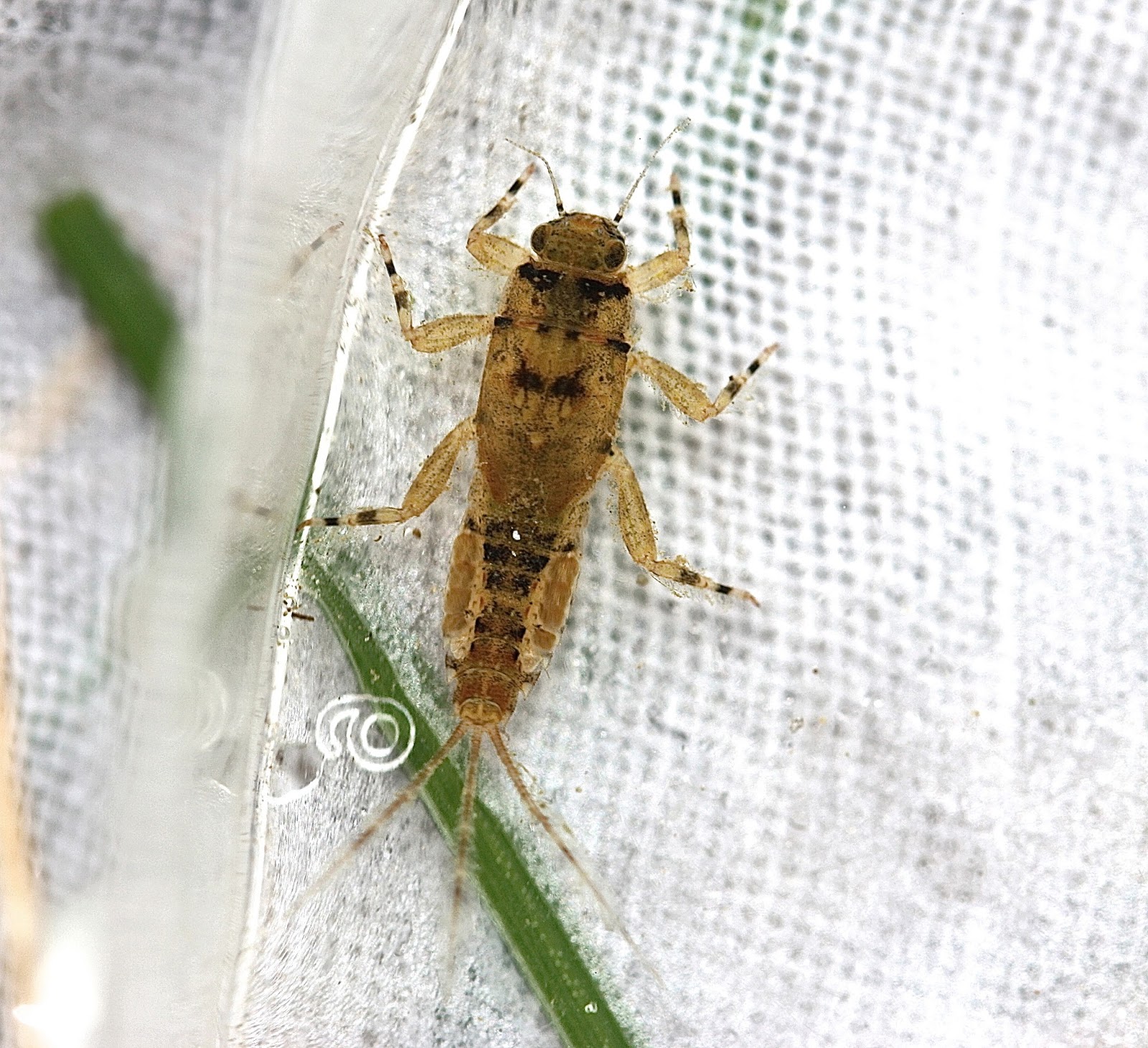 Aquatic Insects of Central Virginia: And another new species at Buck Mt ...