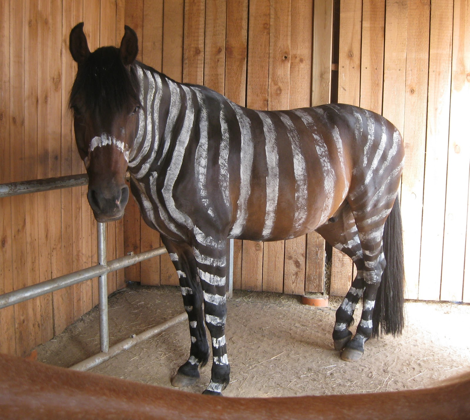 Blog von www.fühlend-reiten.de: Neuer Trend ? - Zebra - Look