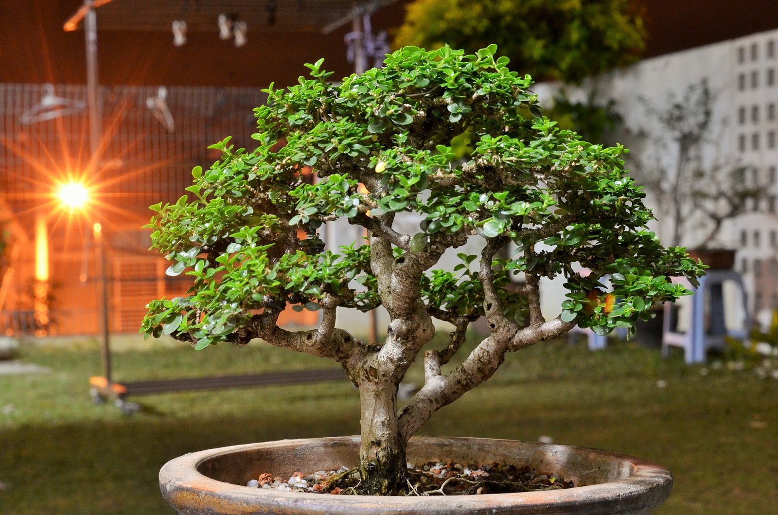 blog of amir rofie: Bonsai: Pokok baru - Bebuas2 & Santalia4 (Sep 2017)