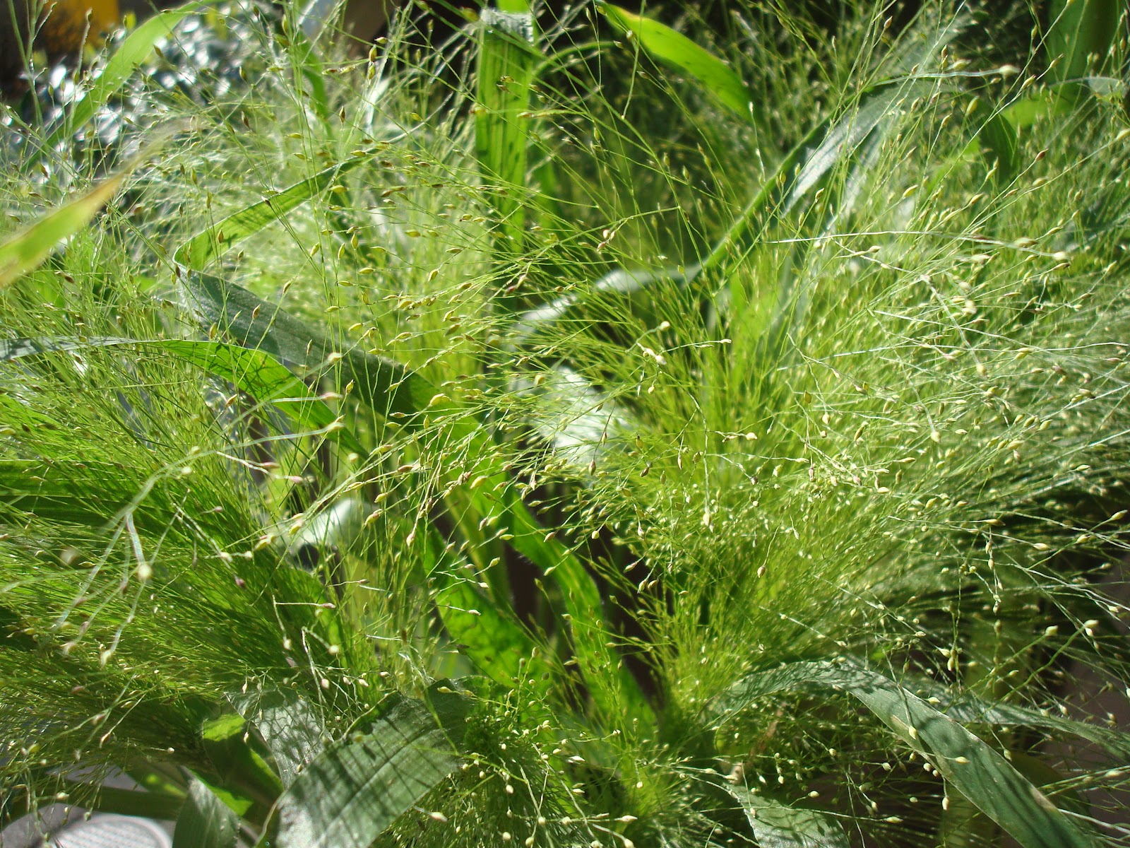 Fleuriste Isabelle Feuvrier: les graminées "panicum fontaine" et ...