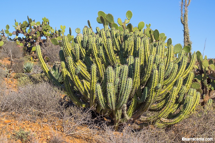 Flora de Baja California: MATORRAL COSTERO