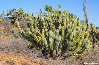 Flora de Baja California: MATORRAL COSTERO