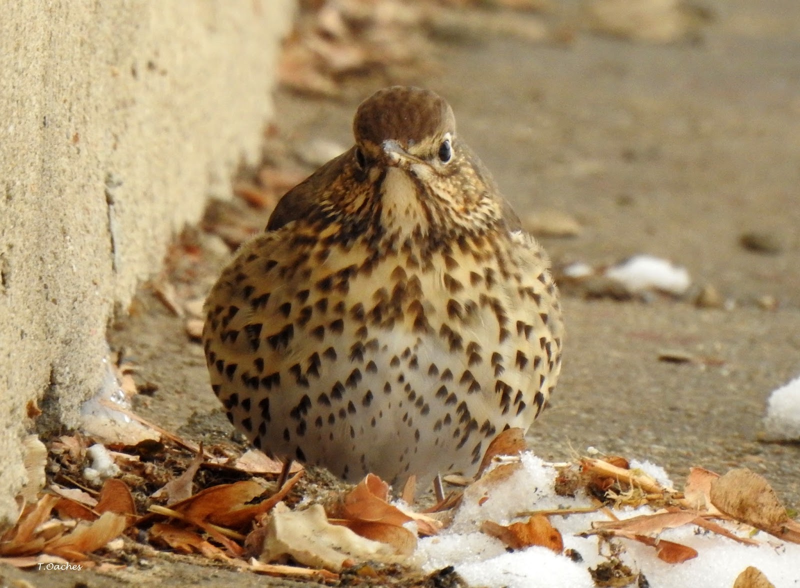 PASARI DIN ROMANIA: STURZ CANTATOR, Turdus philomelos