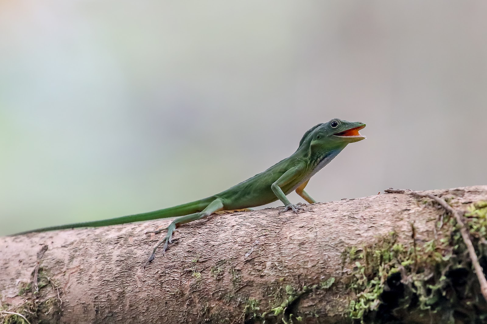 Leaping lizards Batman!