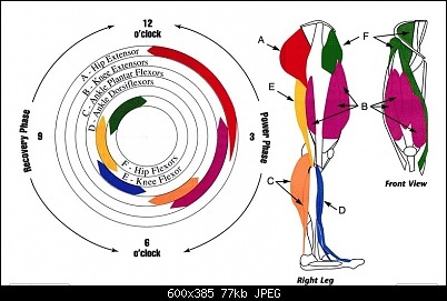 Spinning Freak™: Pedaling backwards is spelled "gniladeP", and that ...