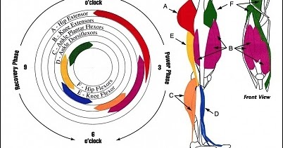 Spinning Freak™: Pedaling backwards is spelled "gniladeP", and that ...