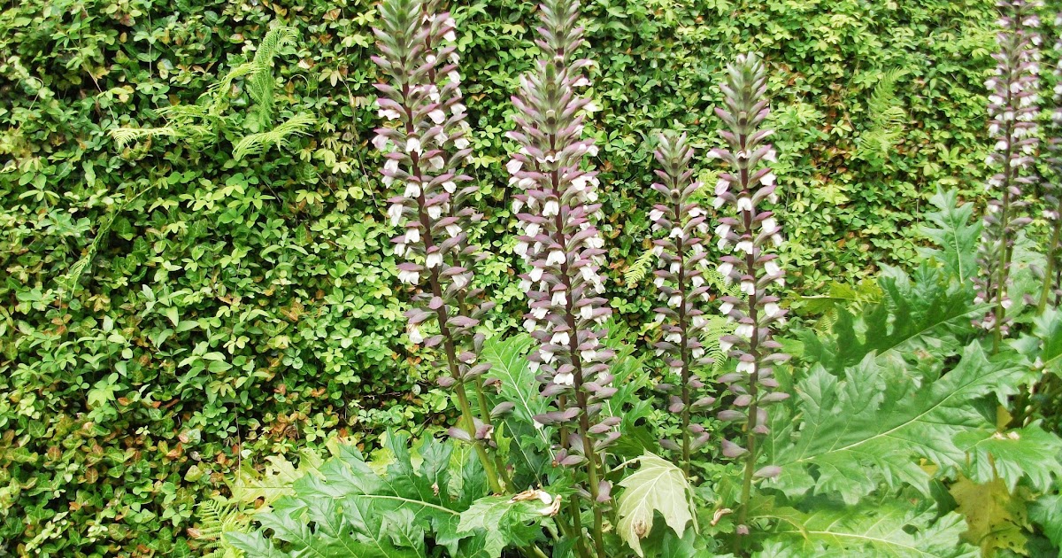 Cittaslow Botanik Park: AKANTUS ( Ayı pençesi )