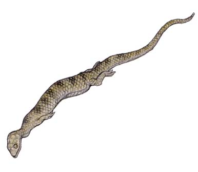 Los animales en la prehistoria: Animales prehistóricos con la letra A