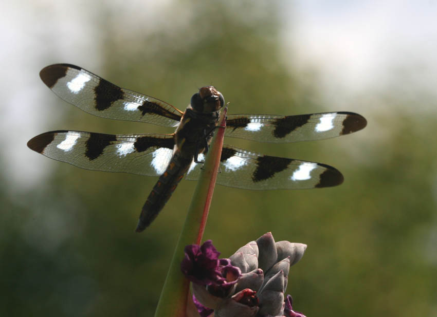 What Is A Darning Needle Insect at Maria Baum blog