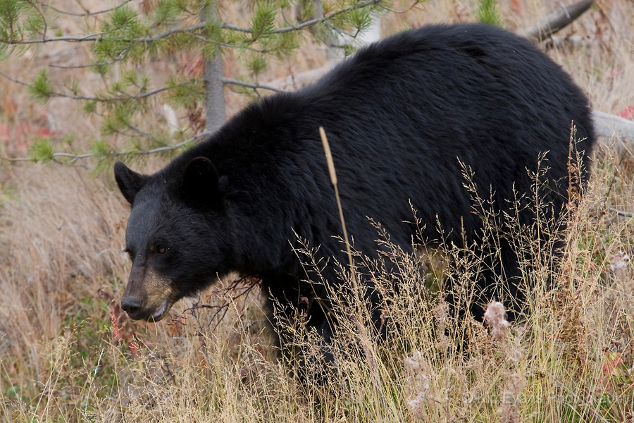 All About Animal Wildlife: Black Bear Facts and Images 2012