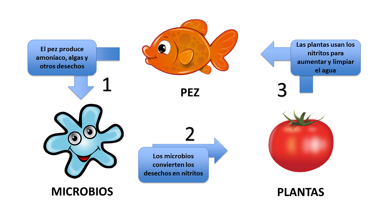 ¿QUÉ ES ACUAPONIA? ~ Aprender Acuaponia