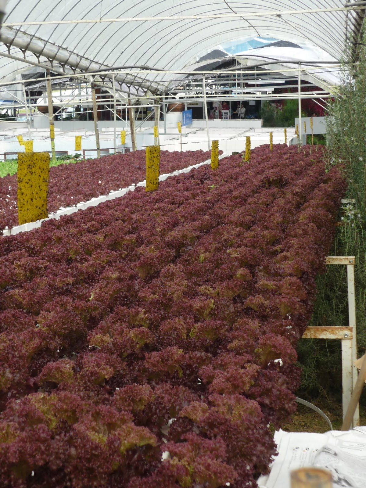 Our Journey : Pahang Cameron Highland - Kampung Raja Green View Garden Farm